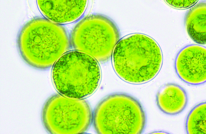 Glass Tubing | SCHOTT